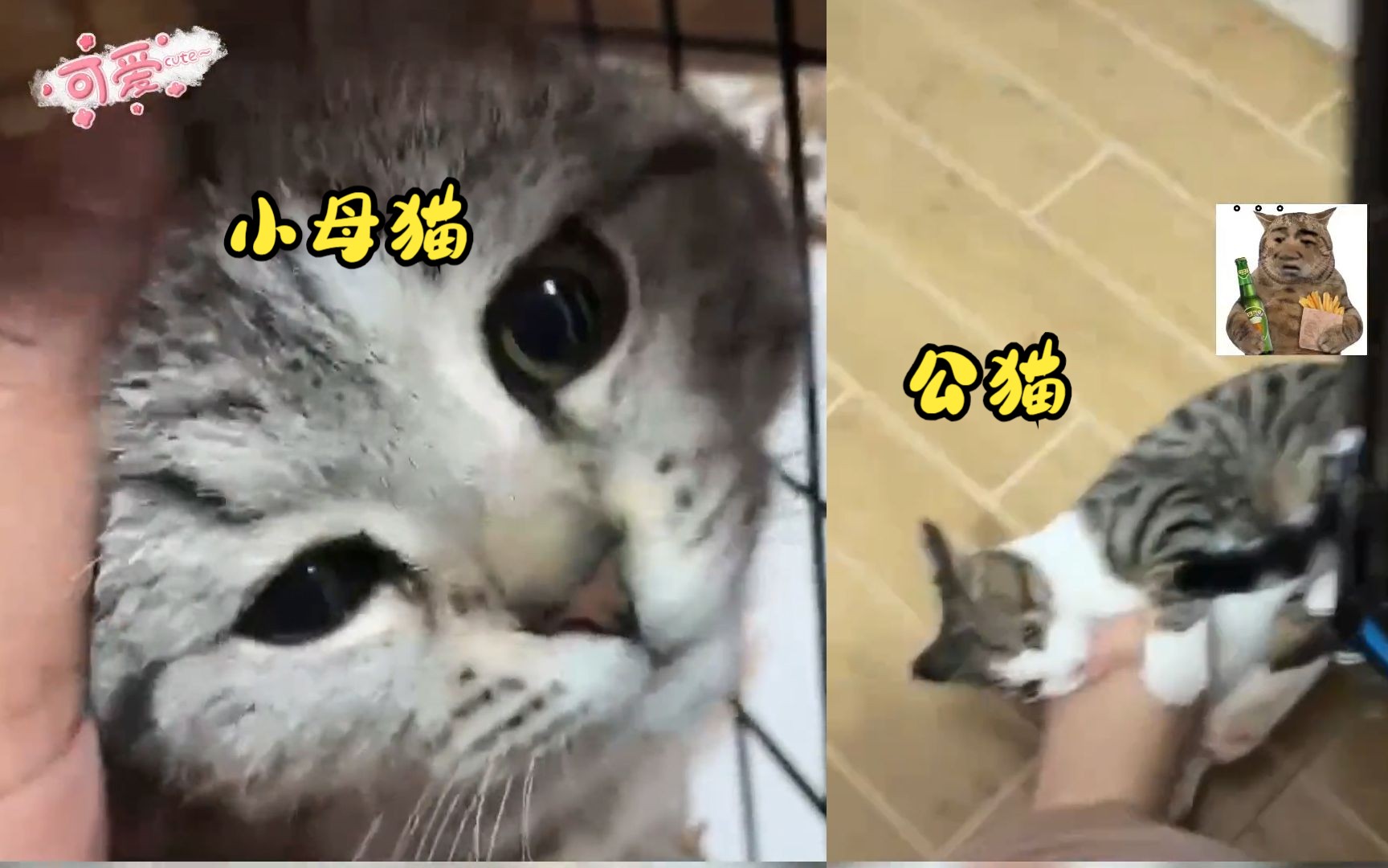 铲屎官区别对待小母猫和公猫,鲜明对比惹爆笑,公猫:谁叫你摸我媳妇!