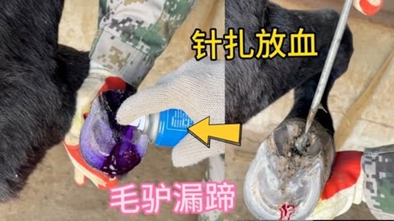 毛驴漏蹄加蹄叉炎,师傅用30公分长的大针给它放血,愿它早日康复