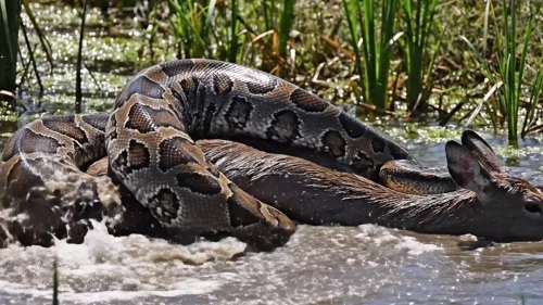 丛林里的移动堡垒,蟒蛇的狩猎不讲道理,制定着游戏规则