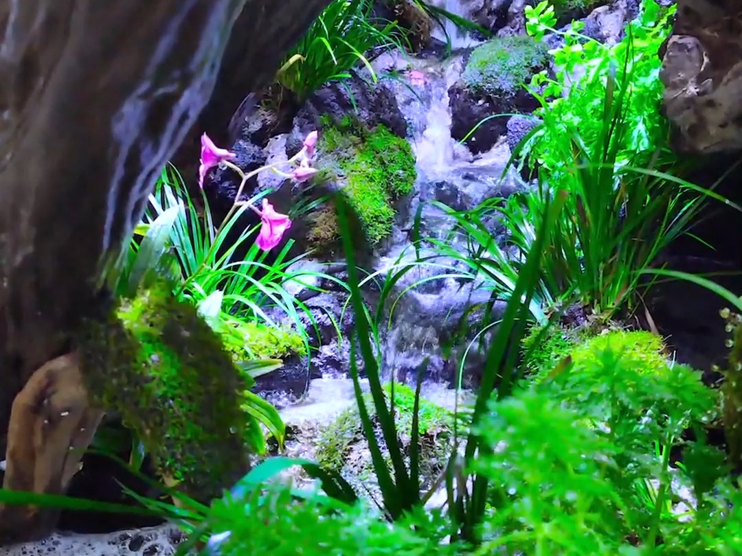 65 室内雨林景观,是以热带雨林地面和附生植物为主,模拟热带雨林局部...