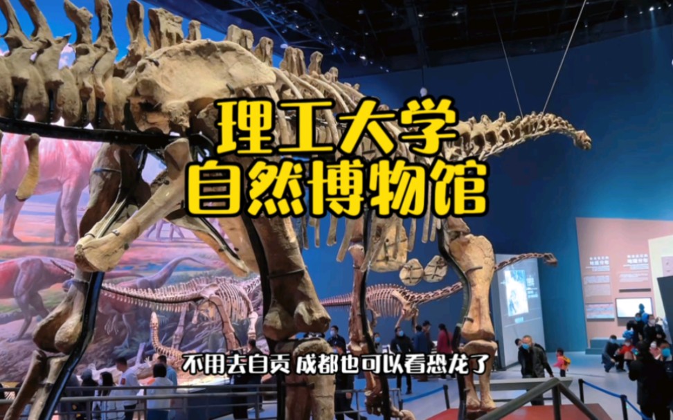 成都自然博物馆 恐龙化石 动物标本 奇石宝石
