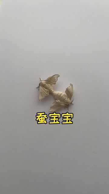 这可能是我家蚕宝宝的最后一期视频了