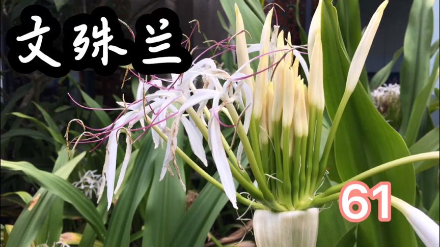 文殊兰,佛教“五树六花”之一,又称“十八学士”,花型优雅质朴