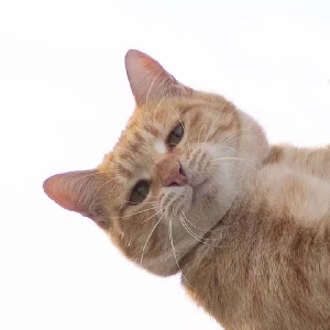 肥滚肉团子 