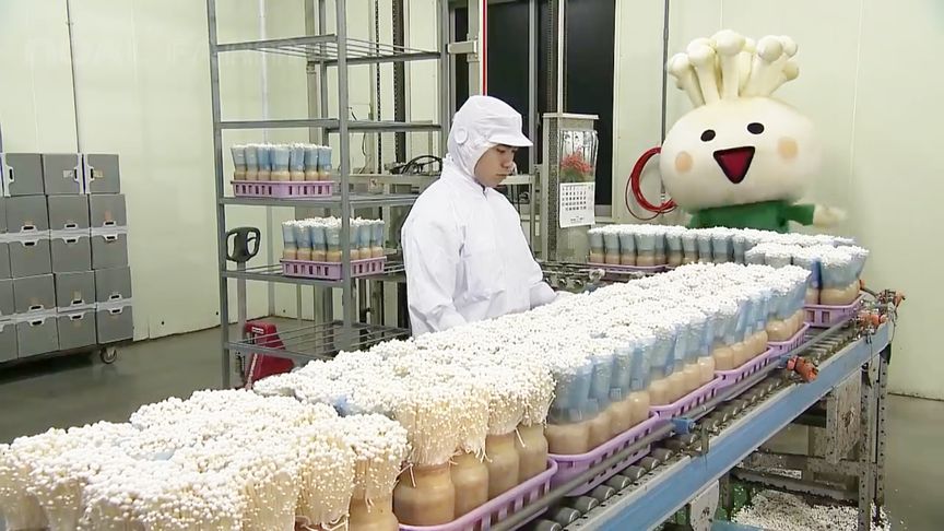 火锅必备的金针菇,究竟是如何生长的?看完种植过程可以放心吃了