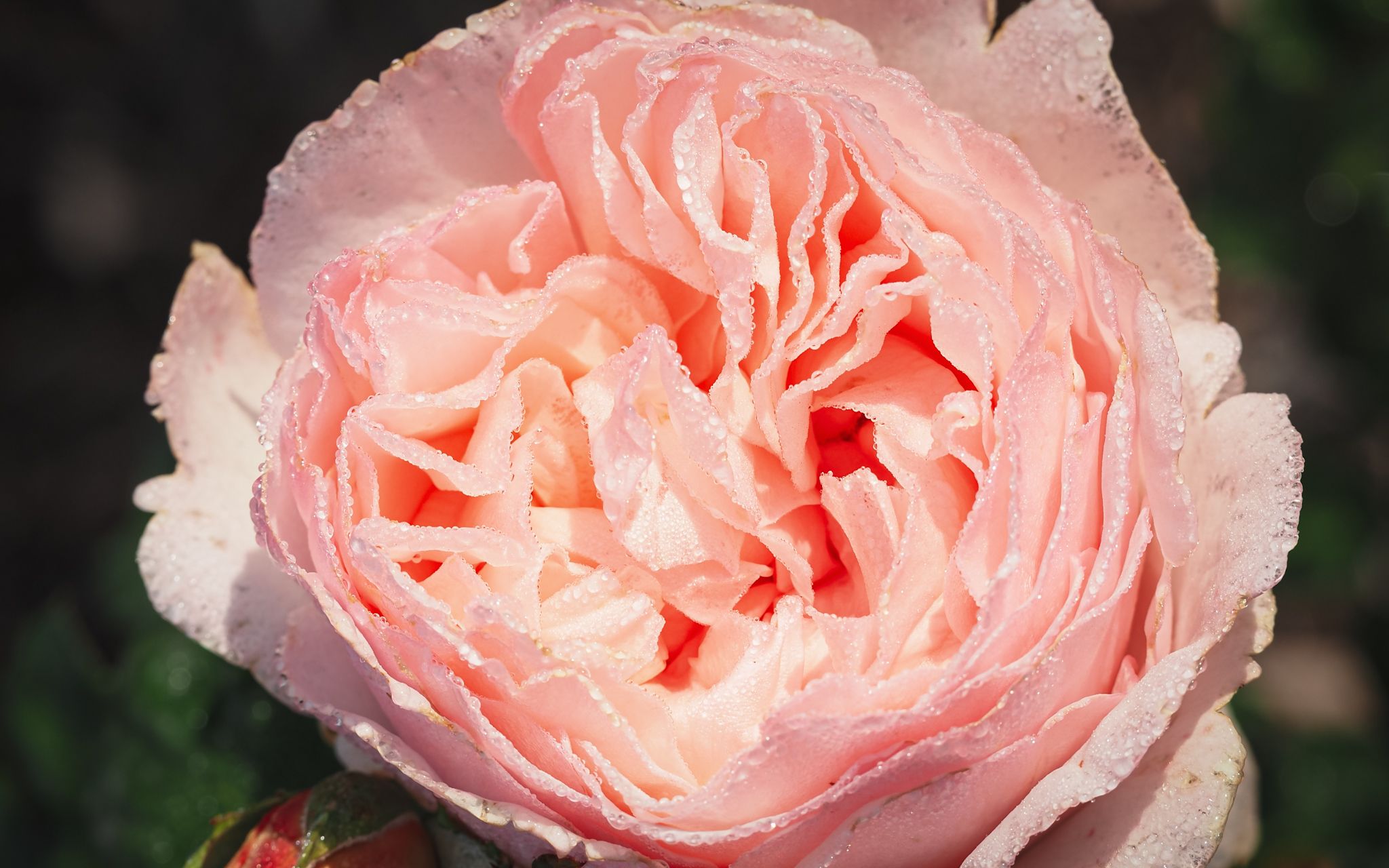 【4K HDR】晨露中的绝美夏琳 - 我的花园 11月14日更新