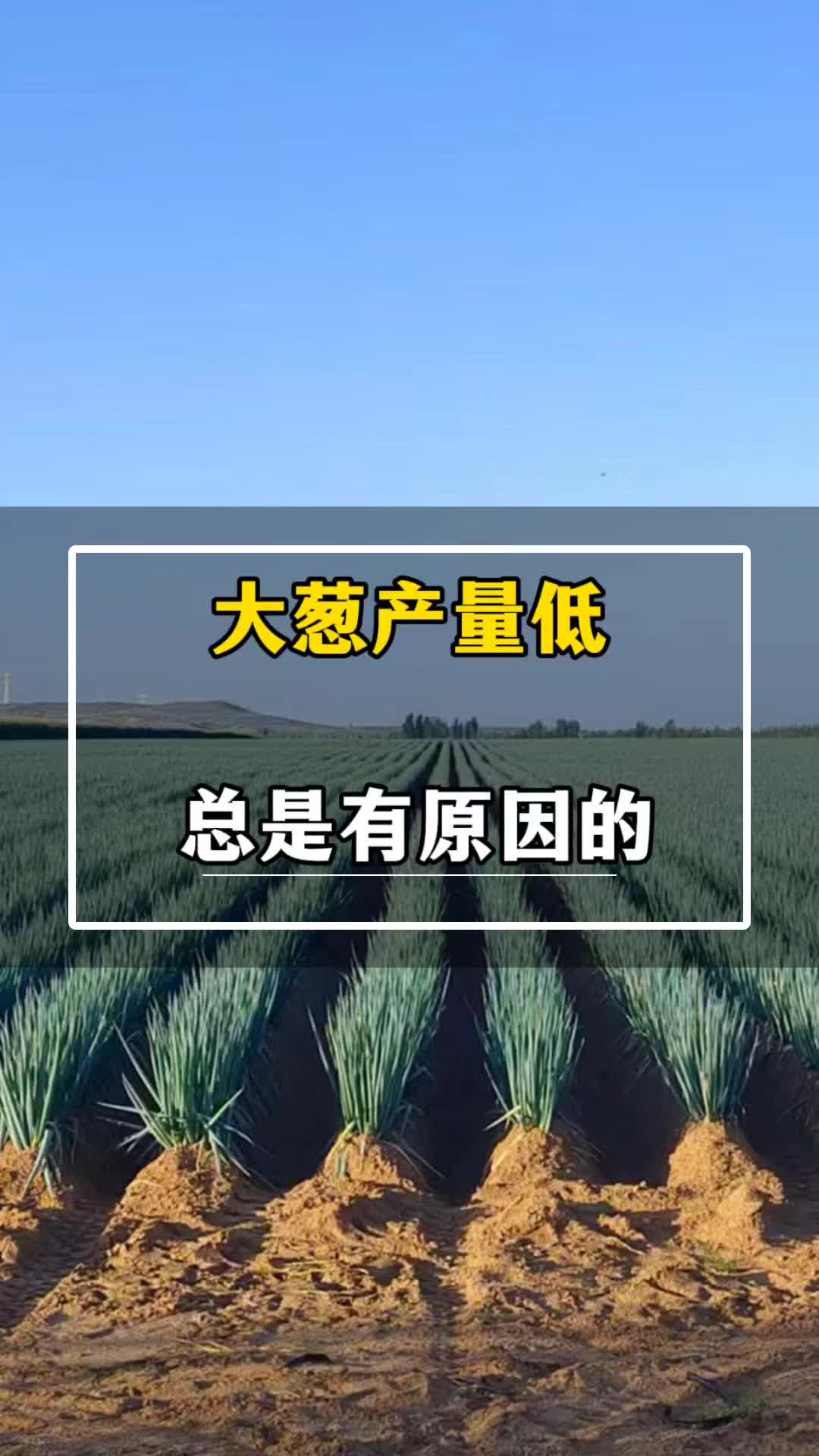 大葱产量低,总是有原因的!#大葱减产 #大葱减产原因 #大葱产量低 #...