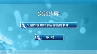 4.1.2 实验:叶表皮观察