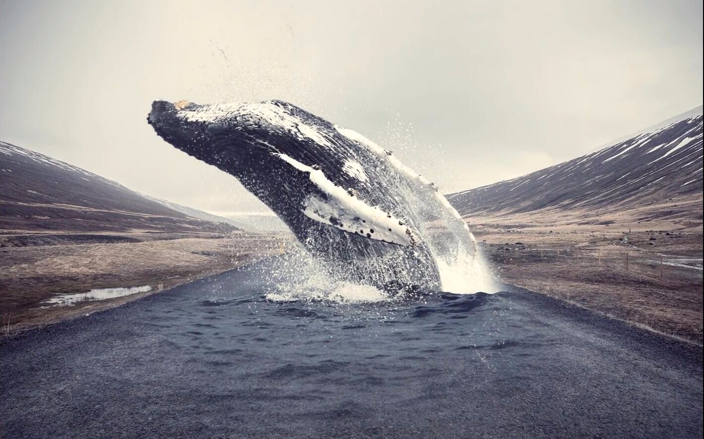 【PS教程】教你制作动物场景合成(UiiiUiii野生字幕)