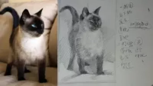 素描基础怎么学习?简单有效的掌握画形的方法,【画猫】(三)大树老师...