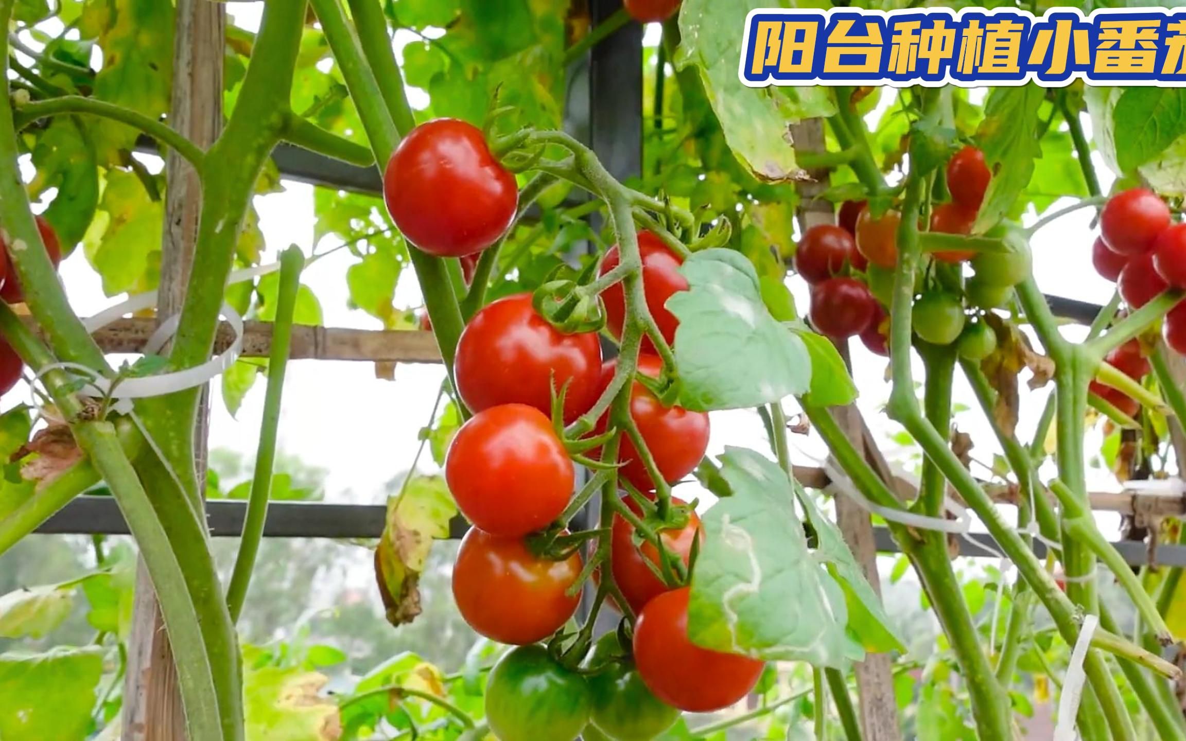 阳台种植小番茄,方法简单实用,而且还带自动浇水系统值得一试!