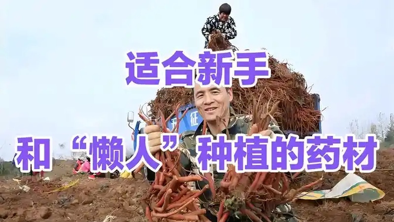 新手小白和"懒人"的福音!这个药材好管理,收益可观不愁销路