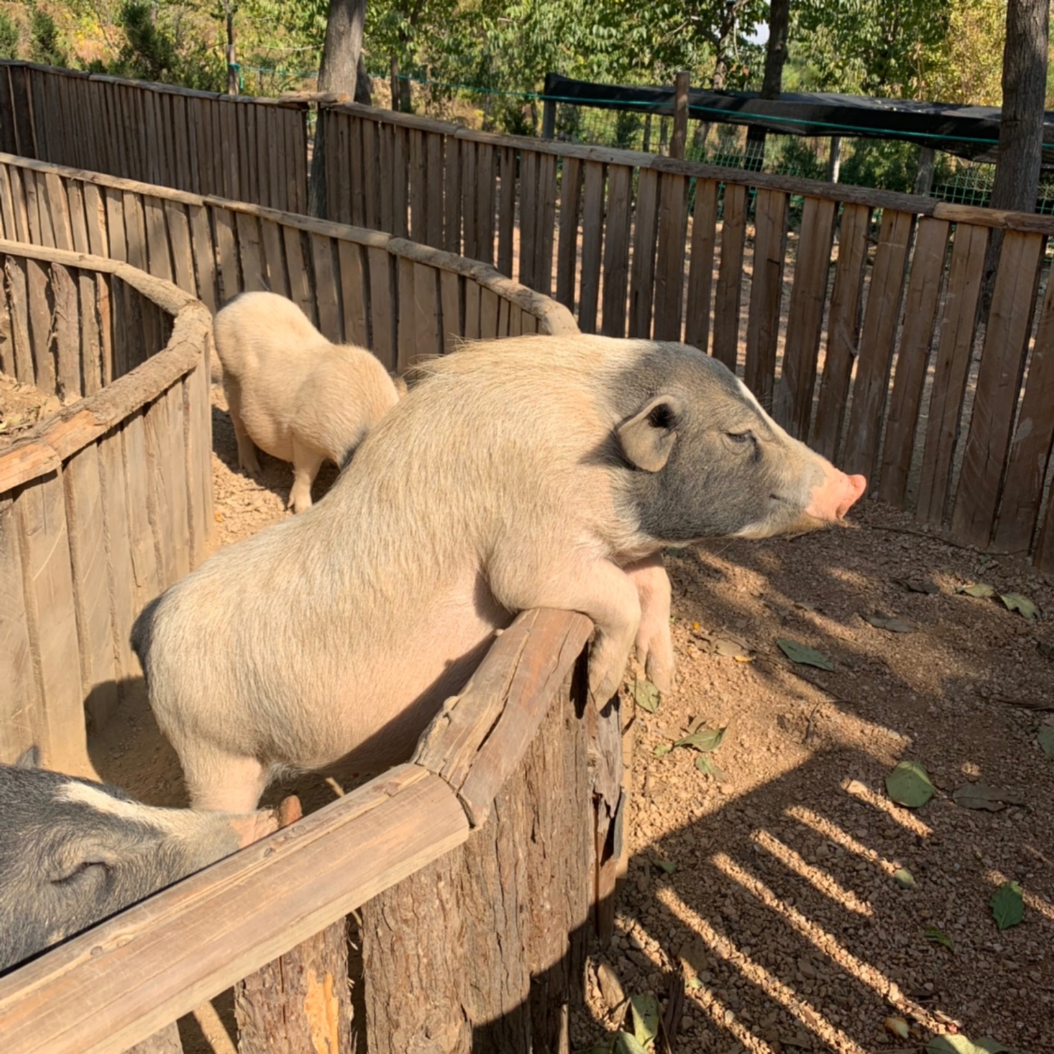 汤姆猪猪的小屋 