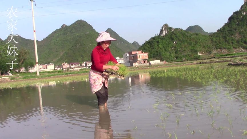 秧苗枯萎头季水稻开始抛秧,大妹子全家出洞为何还要抛到天黑?