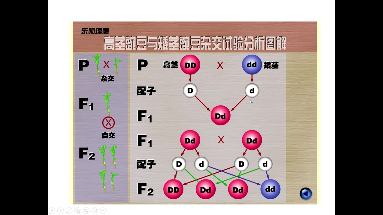 孟德尔遗传定律的扩展