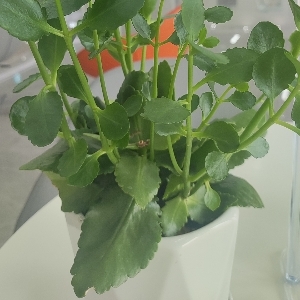 九月作者定制鼠标宏 
