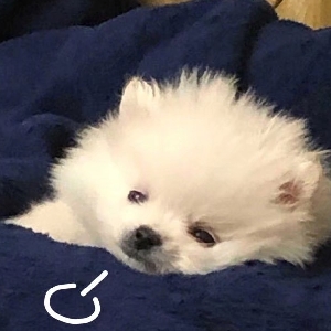 捡破烂の仙人 