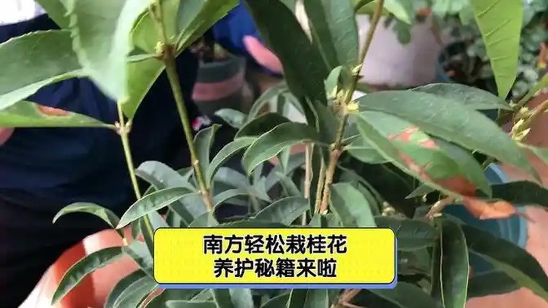 南方轻松栽桂花,养护秘籍来啦