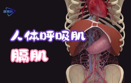 【运动解剖】人体呼吸肌-膈肌