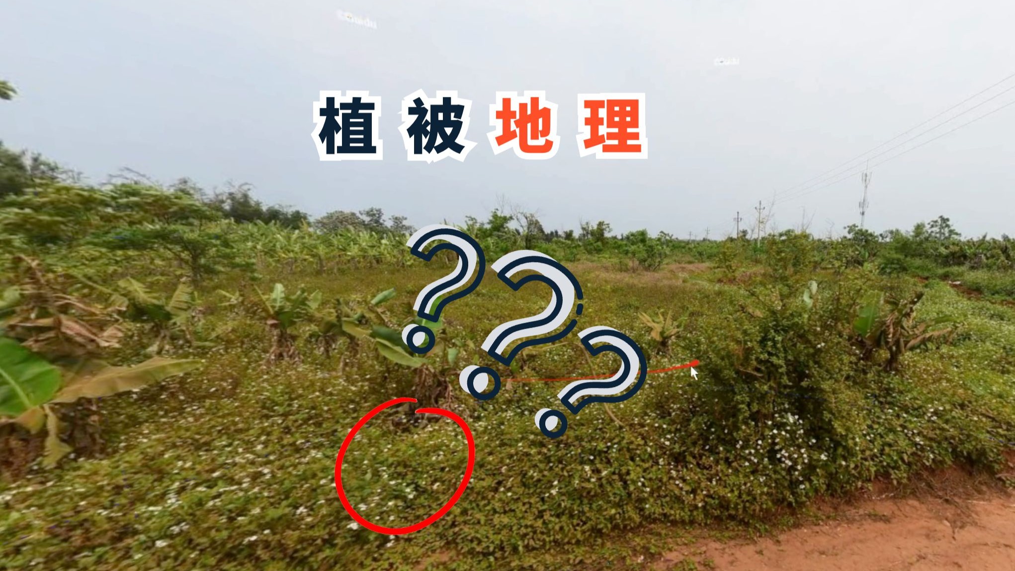 植被定位技巧!能认出几个植物呢?