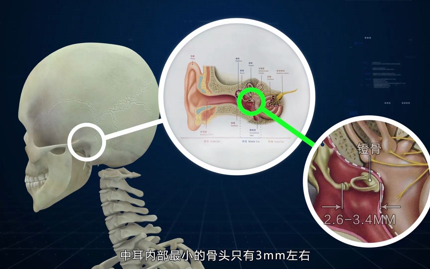 医维度3D人体解剖九大系统之运动系统