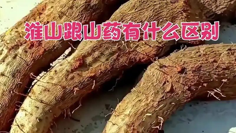 淮山跟山药外表看起来相似,但它们之间的区别却很大,你知道吗?