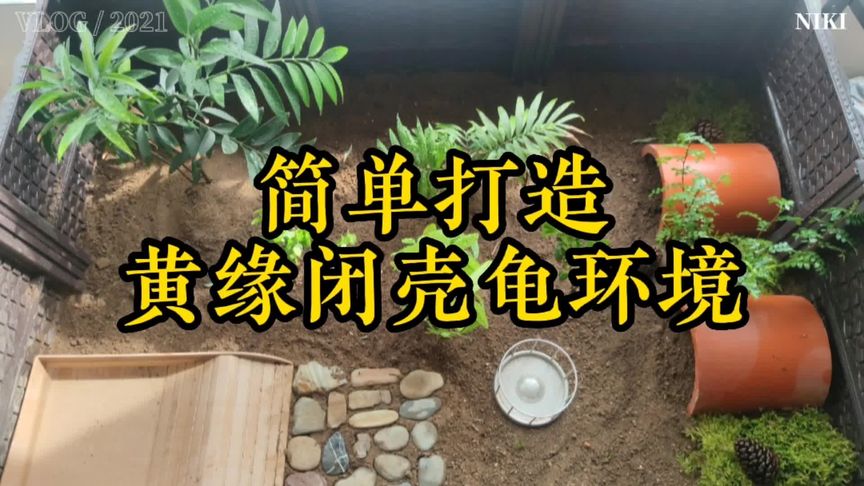 黄缘龟环境的简单布置#养龟日常 #乌龟 #黄缘闭壳龟 #造景 #爬宠