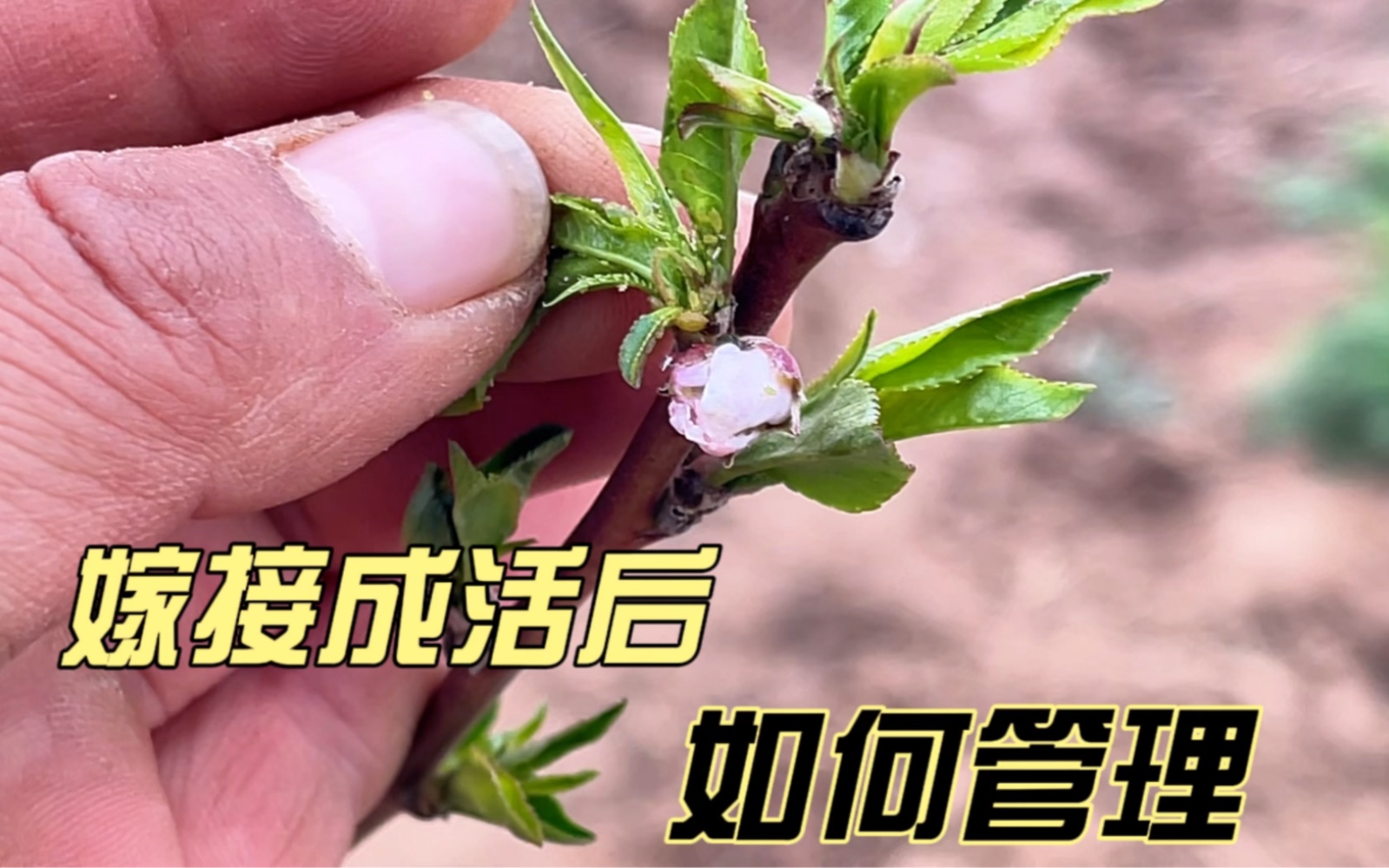 桃树春季嫁接成活后,如何管理呢?快来看看吧