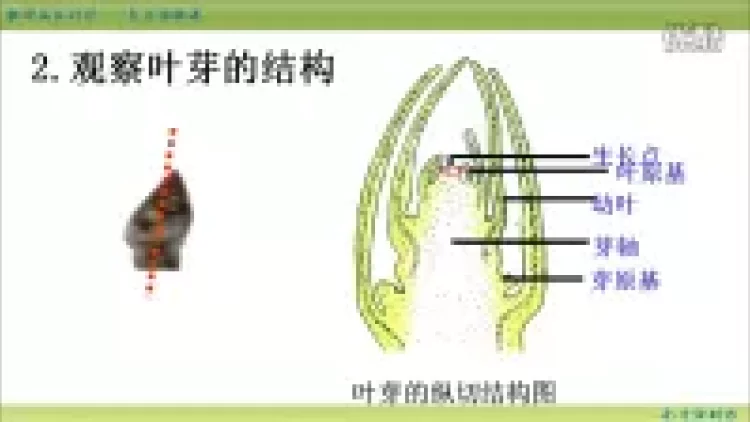【生物大师】初中生物微课教学视频第46集:叶芽的结构