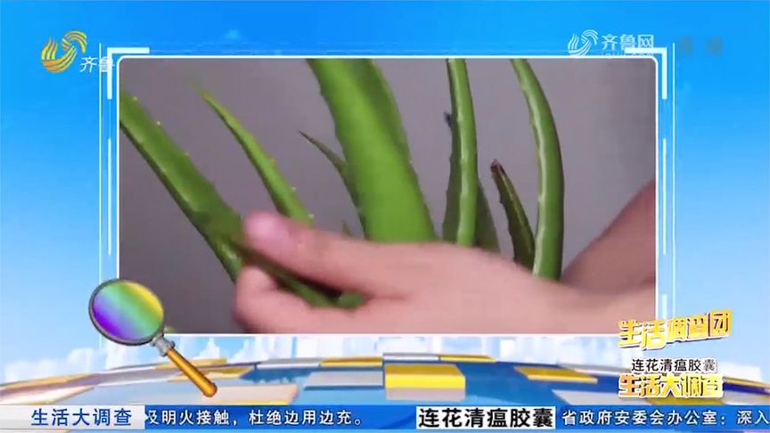 家养芦荟可以随用随摘?别乱用,芦荟汁液含致敏成分|生活大调查