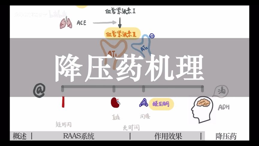 降压药机理 肾素血管紧张素醛固酮系统(RAAS)