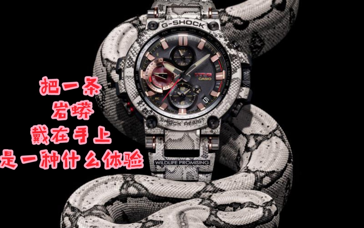 Casio卡西欧MTG-B1000WLP-1A岩蟒蛇纹图案 限量纪念款手表小开箱...