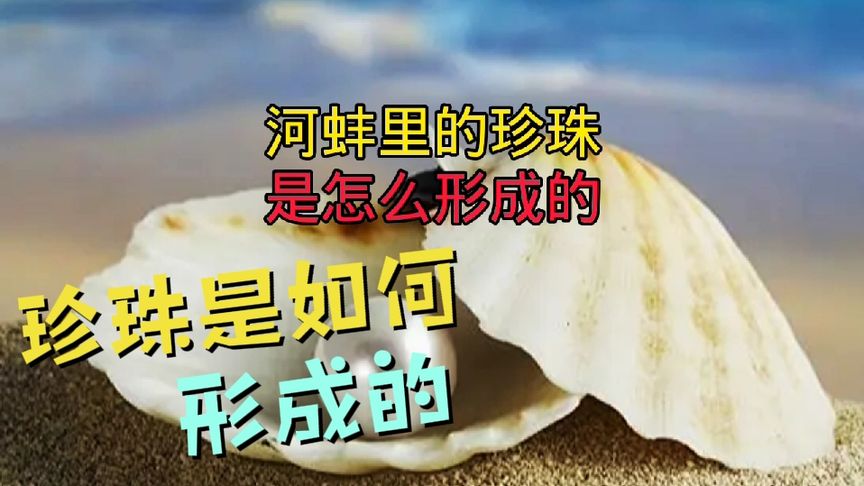 河蚌里的珍珠,是如何形成的,你知道吗