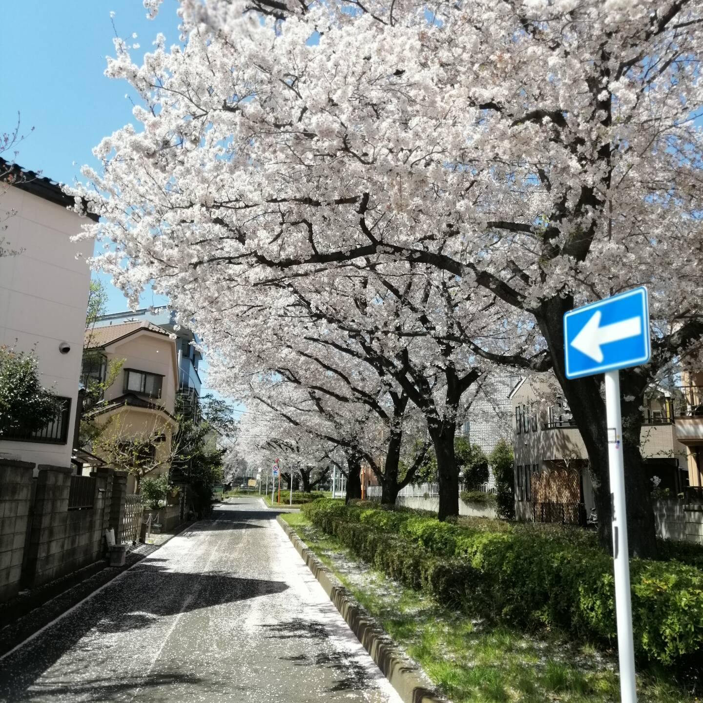 Alto录音机 