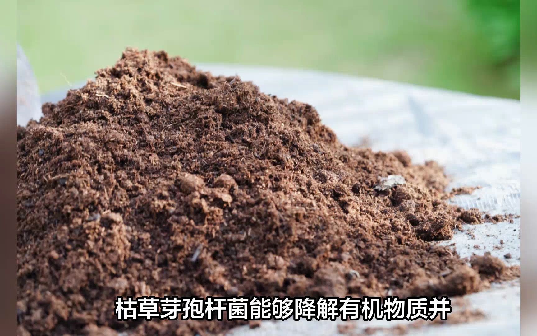 揭秘微生物菌剂:枯草芽孢杆菌在农业种植中的多重应用