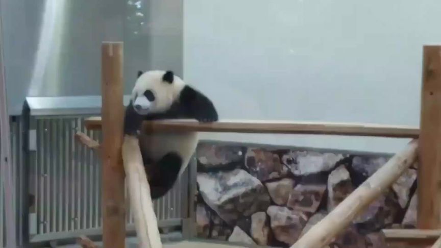 日本动物园里的大熊猫,玩嗨了不想走,最后被饲养员抬了出去