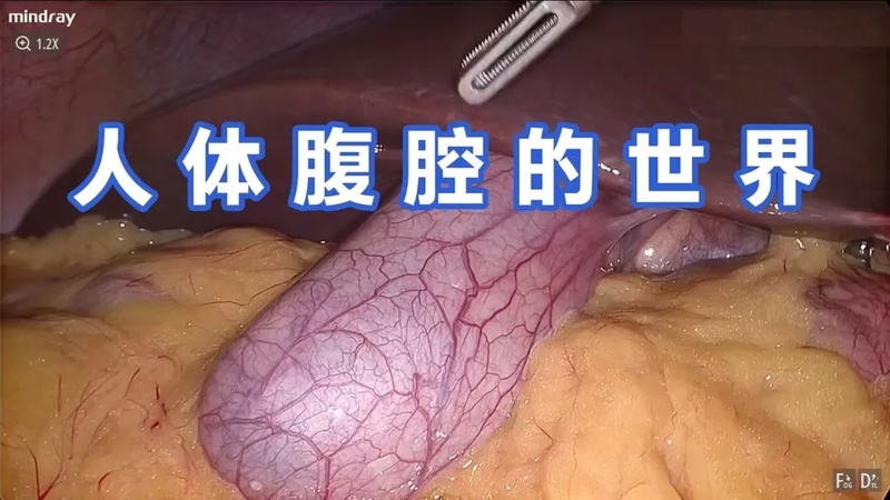 人体内部器官长啥样4K画质带你一起观看