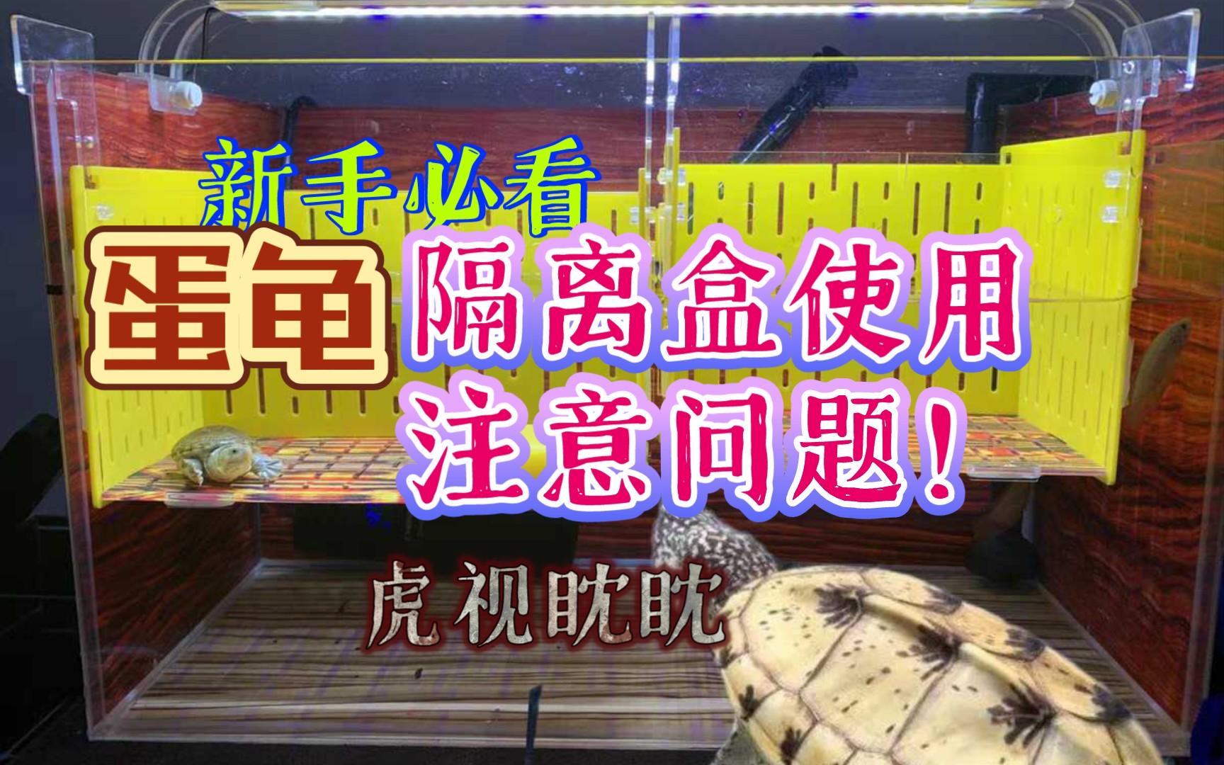 【龟】新手必看!养龟隔离盒可能毁了你的龟!隔离盒使用最重要的注意...
