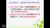 原核生物真核生物基因结构与表达的比较