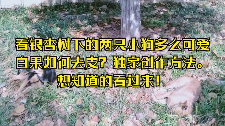 看银杏的果实“白果”怎么去皮不伤手