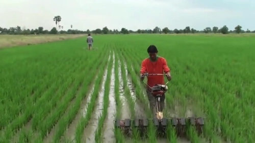 这样在水稻里面除草的,不适合抛秧了