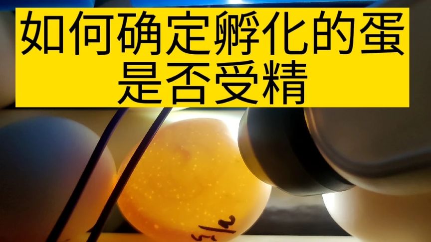 如何确定孵化的蛋是否受精?