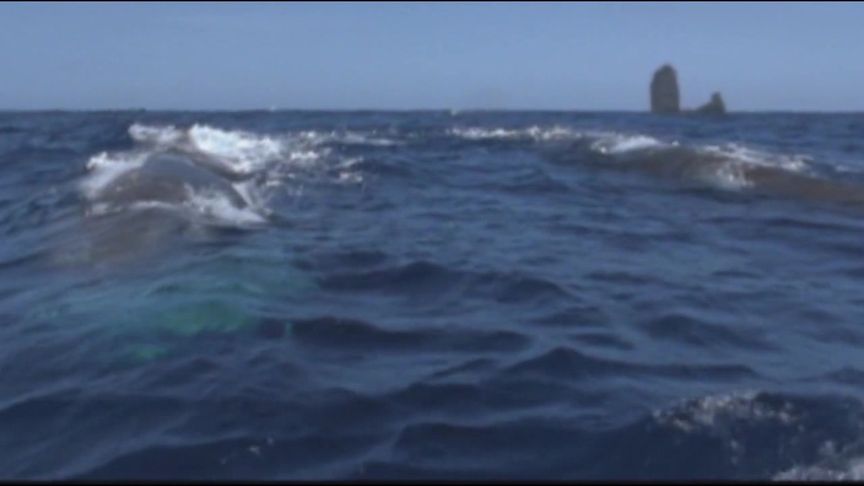 黑暗组织了光合作用,因此海底没有植物,只有动物