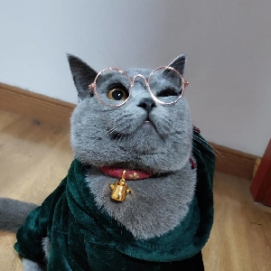 猫都想了解的秋刀鱼 