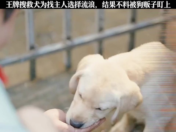 王牌搜救犬为找主人选择流浪,结果不料被狗贩子盯上!
