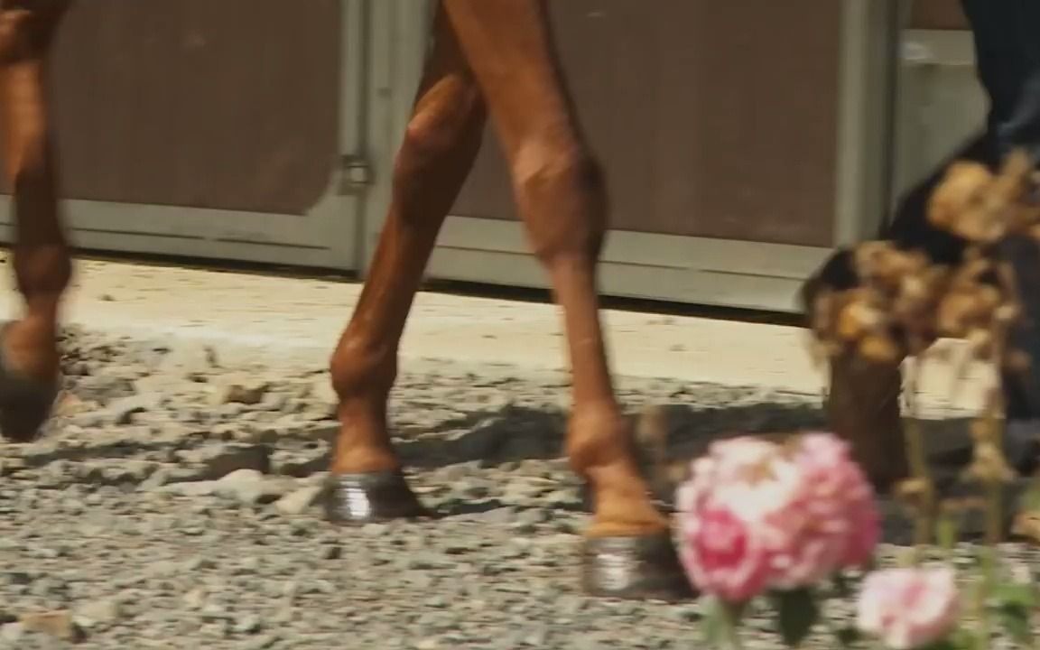 【速度赛阿拉伯种公马】好的阿拉伯马并不在于鼻子有多弯