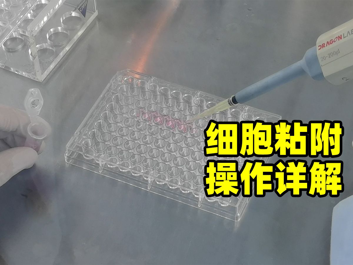 【细胞粘附】操作详解|超详细手把手教学|附protoco
