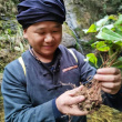 苗山百草哥 
