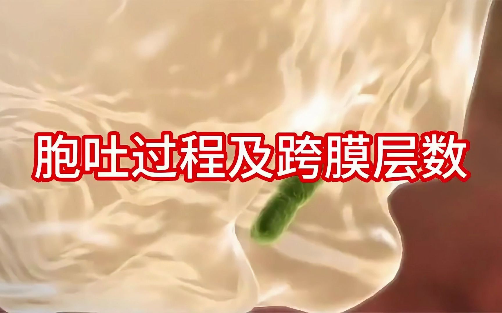 胞吞过程及跨膜层数