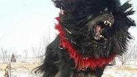 世界战力最强的狗: 中国鬼獒凶残度120%, 高加索犬 一口咬死藏獒